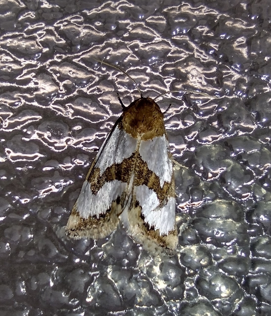 Chrysellus Flower Moth from Ponca City, OK 74604, USA on August 22 ...