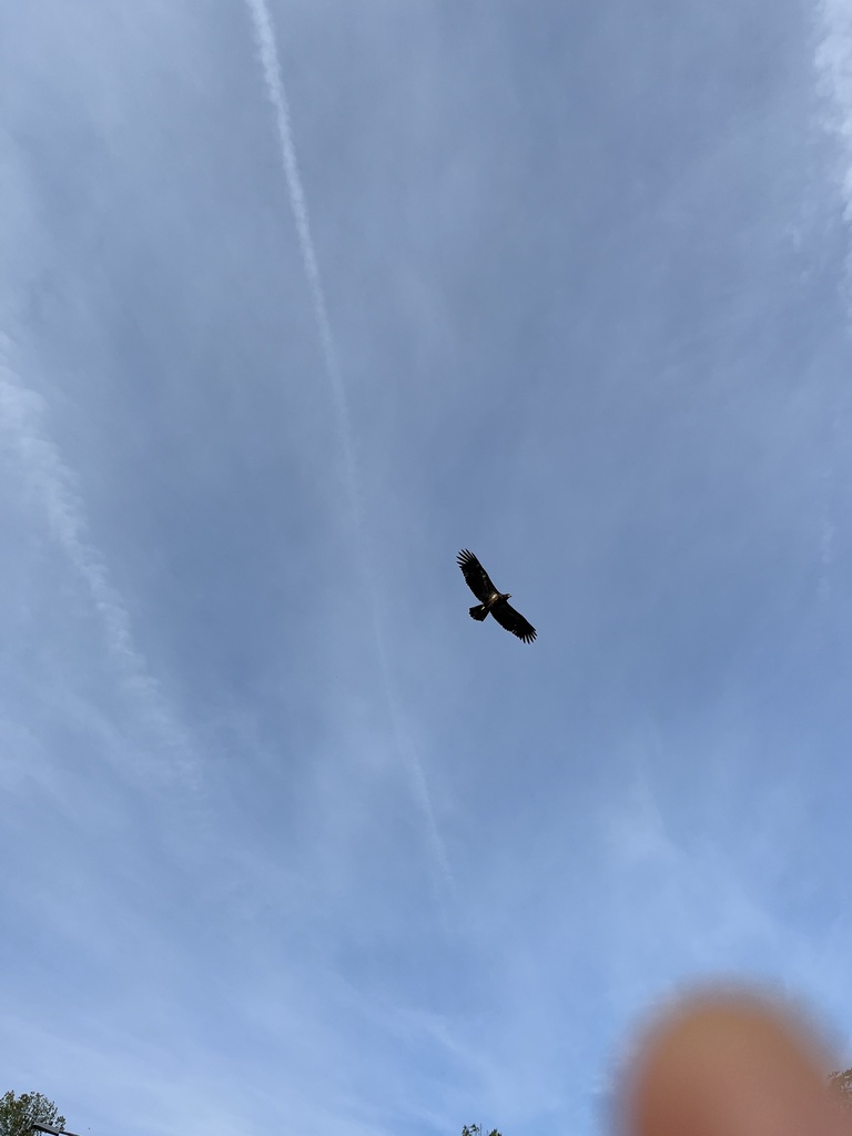 Bald Eagle from Fort Tryon Park, New York, NY, US on August 22, 2023 at ...