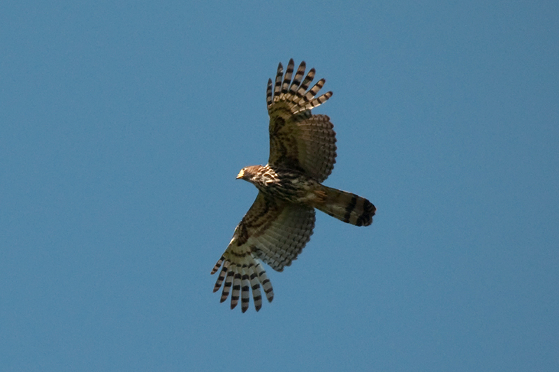 Gray-headed Kite from Candelaria, Misiónes, Argentina on October 22 ...