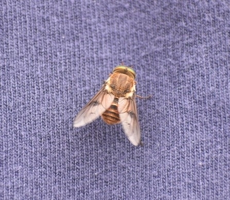 Bush Flies from Grey River VIC 3234, Australia on February 9, 2023 at ...