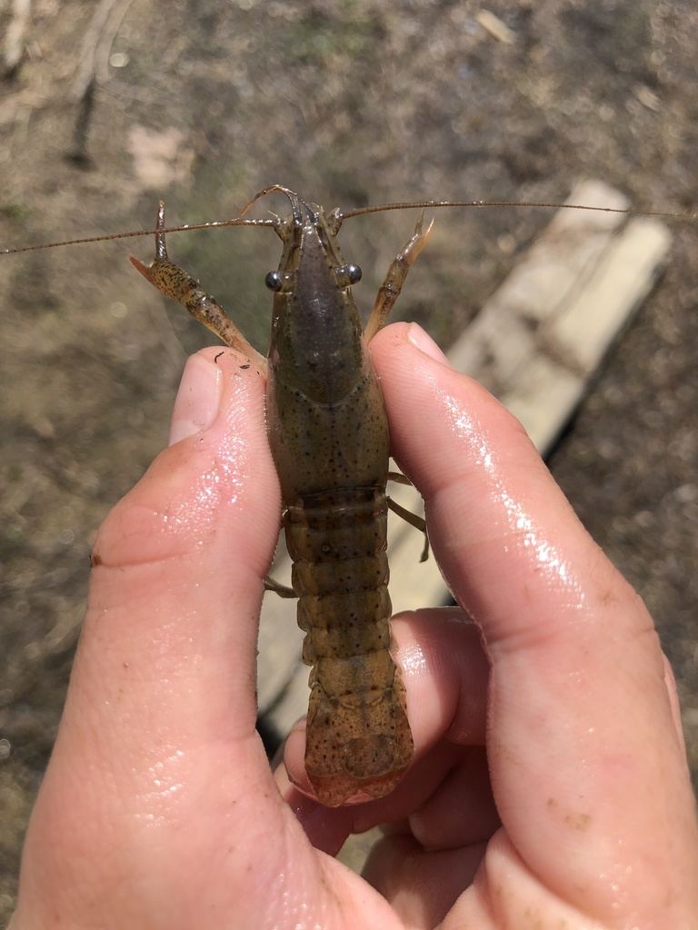 White River Crayfish in August 2023 by Aidan · iNaturalist