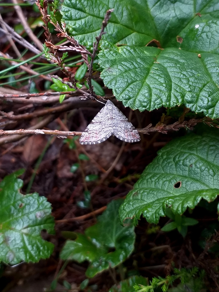 Manchester Treble-bar Moth from Маймаксанский округ, Архангельск ...