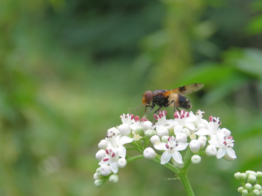 Pellucid Hover Fly from Devin, Bulgaria on August 6, 2023 at 05:39 PM ...