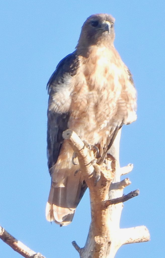 Western Red-tailed Hawk from NM4 on August 13, 2023 by ellen ...
