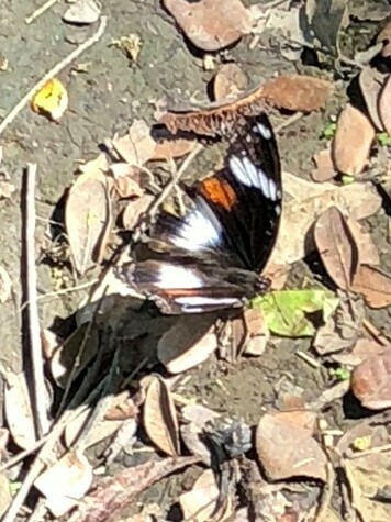 Great Eggfly from Wosera Gawi District, Papua New Guinea on September ...
