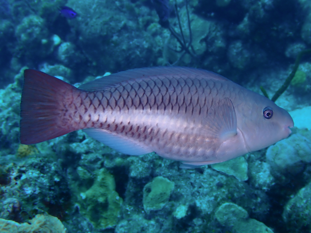 Queen Parrotfish from 9HGJ+372, West Bay, Cayman Islands on July 29 ...