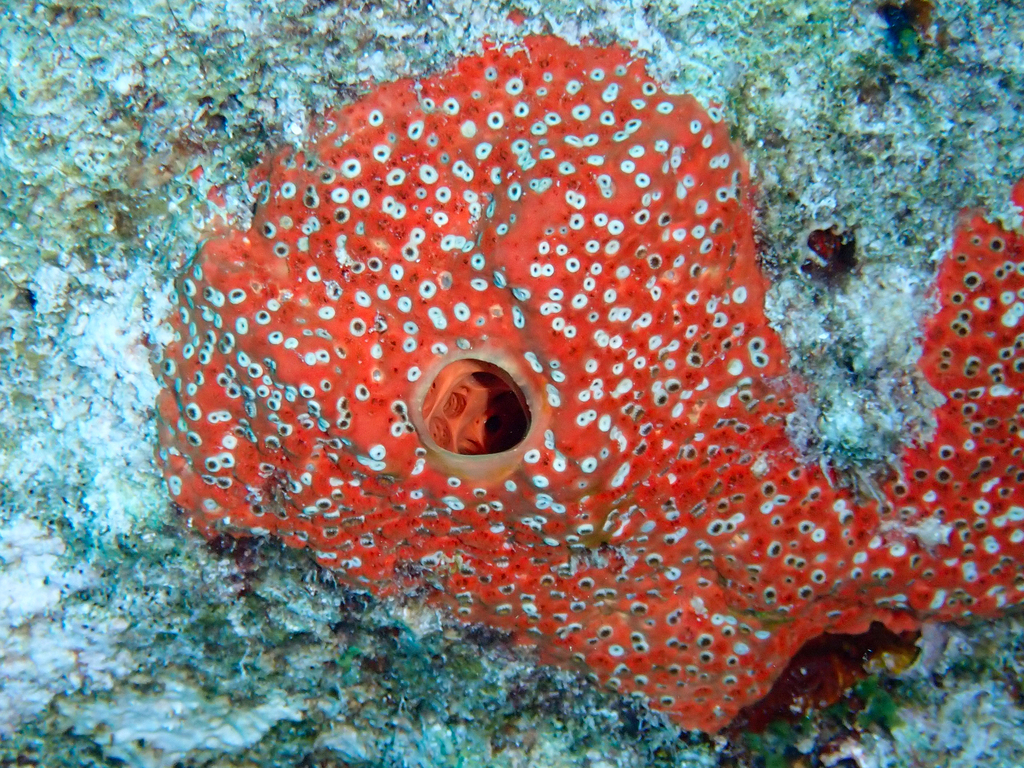Red Boring Sponge from 9HGJ+372, West Bay, Cayman Islands on July 29 ...