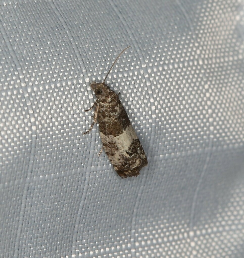 Eye-spotted Bud Moth from Métis-sur-Mer, La Chanterie, QC, Canada on ...