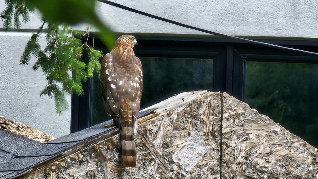 Cooper's Hawk from Ottawa on August 17, 2023 at 04:01 PM by ...