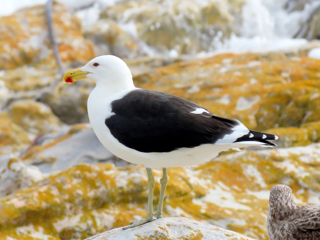 Cape Gull from Cape of Good Hope Nature Reserve on April 20, 2023 at 02 ...