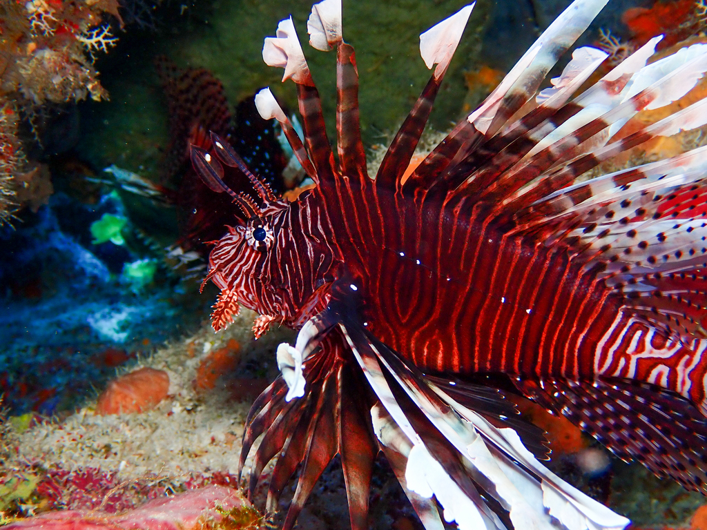 Common Lionfish from 9HGJ+372, West Bay, Cayman Islands on July 29 ...
