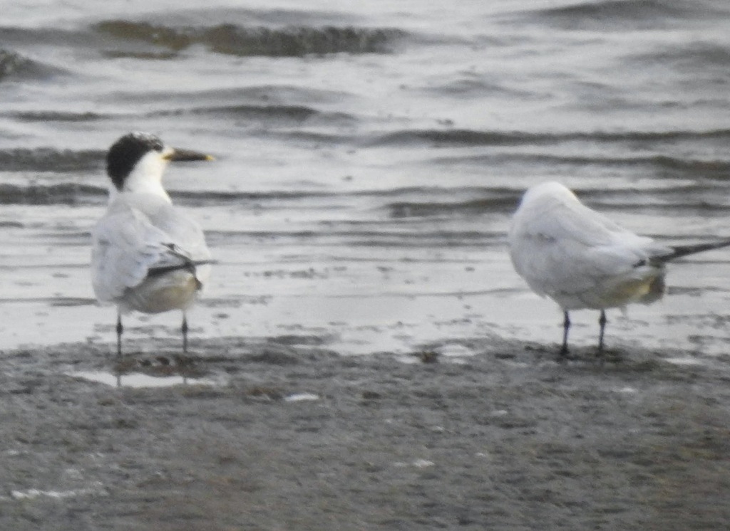 Sandwich Tern in August 2023 by rauvbbj · iNaturalist