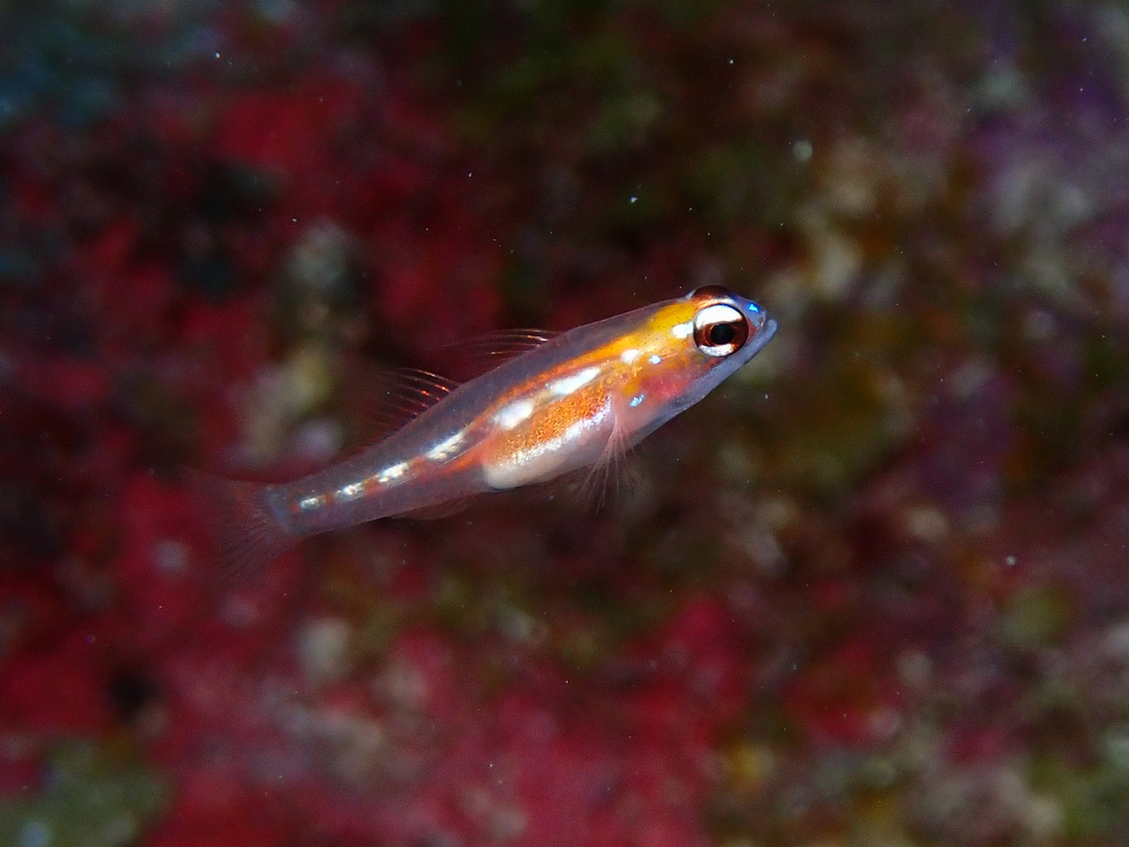 Masked Goby in July 2023 by Dan Schofield · iNaturalist