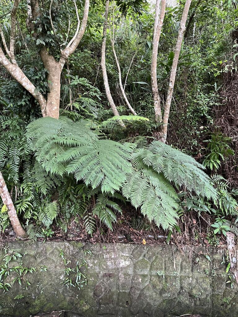 Flying Spider Monkey Tree Fern from Yilan County, Taiwan on August 19 ...