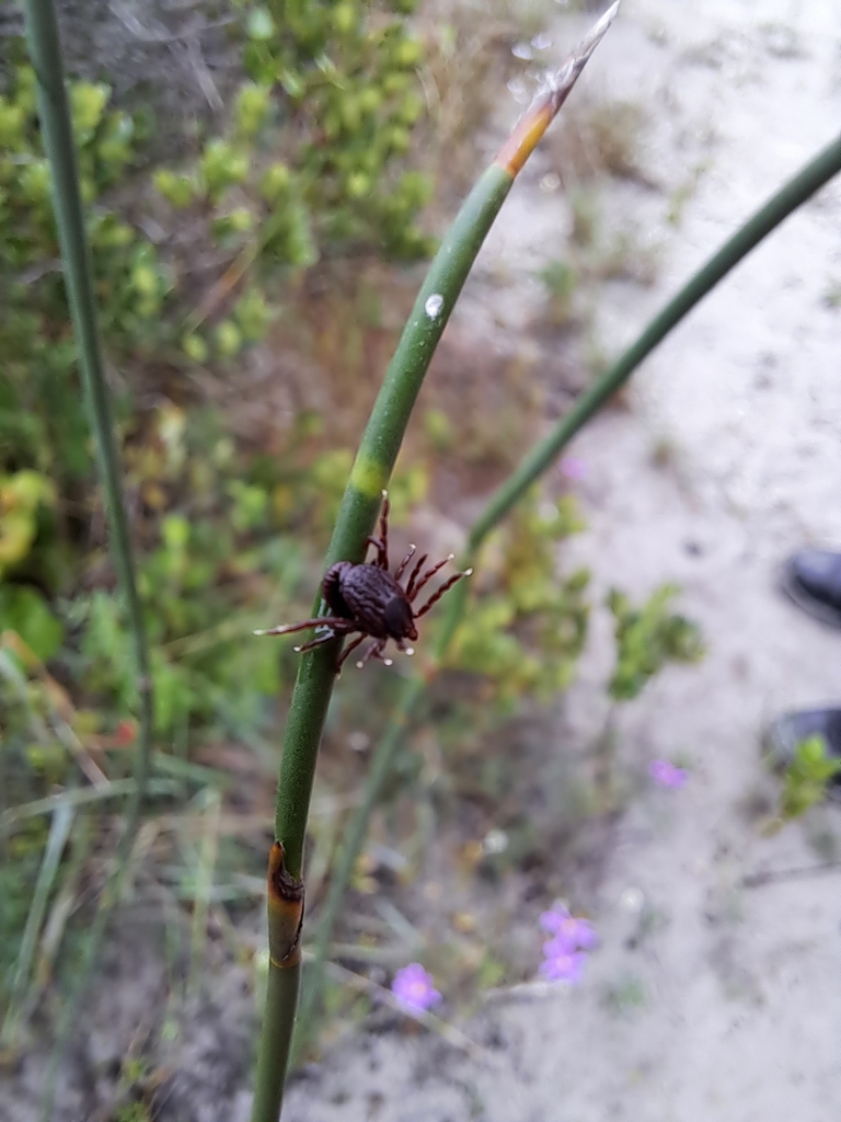 Pepper Ticks from Witzands Aquifer Nature Reserve on August 22, 2023 at ...