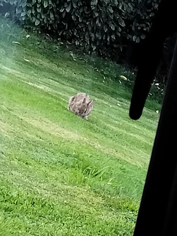 European Rabbit from Kingstown, Co. Dublin, Ireland on August 17, 2023 ...