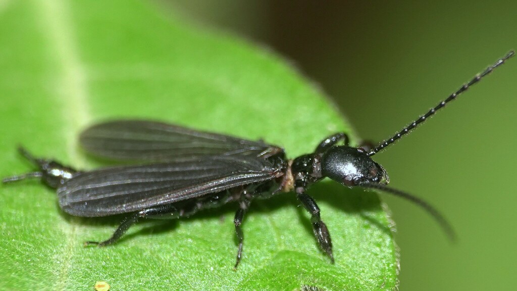 Black Webspinner from 8W49+RHX, Navghar, Maharashtra 401208, India on ...