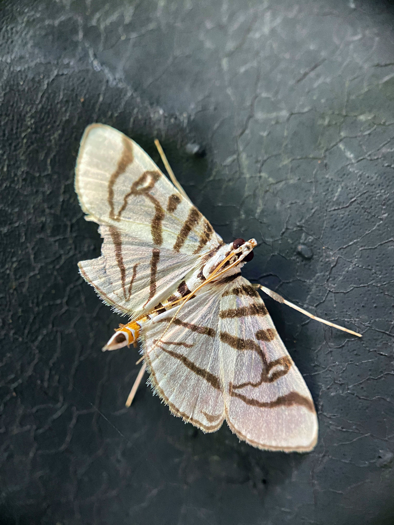 Zebra Conchylodes Moth from Middleburg Heights on August 15, 2023 at 02 ...