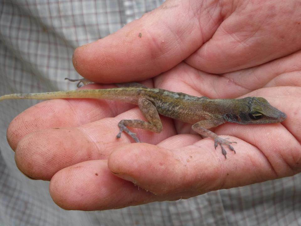 Vinales Anole (Lagartos y Salamandras de Cuba) · BioDiversity4All