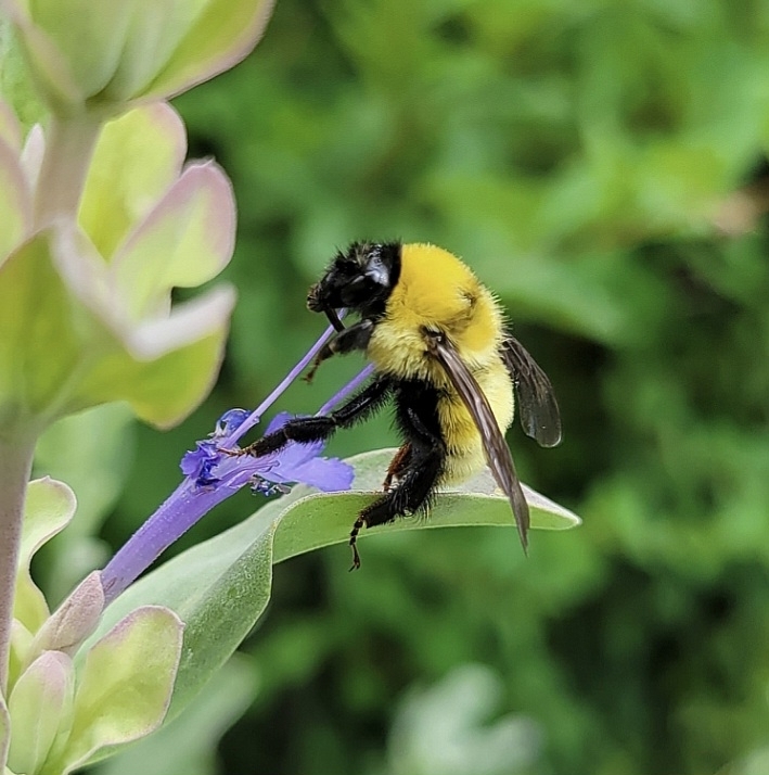 Golden Northern Bumble Bee from Conservation Garden Park on August 22 ...