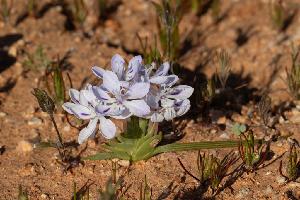 Spiral Kabong from Steinkopf, 8244, South Africa on August 10, 2023 at ...