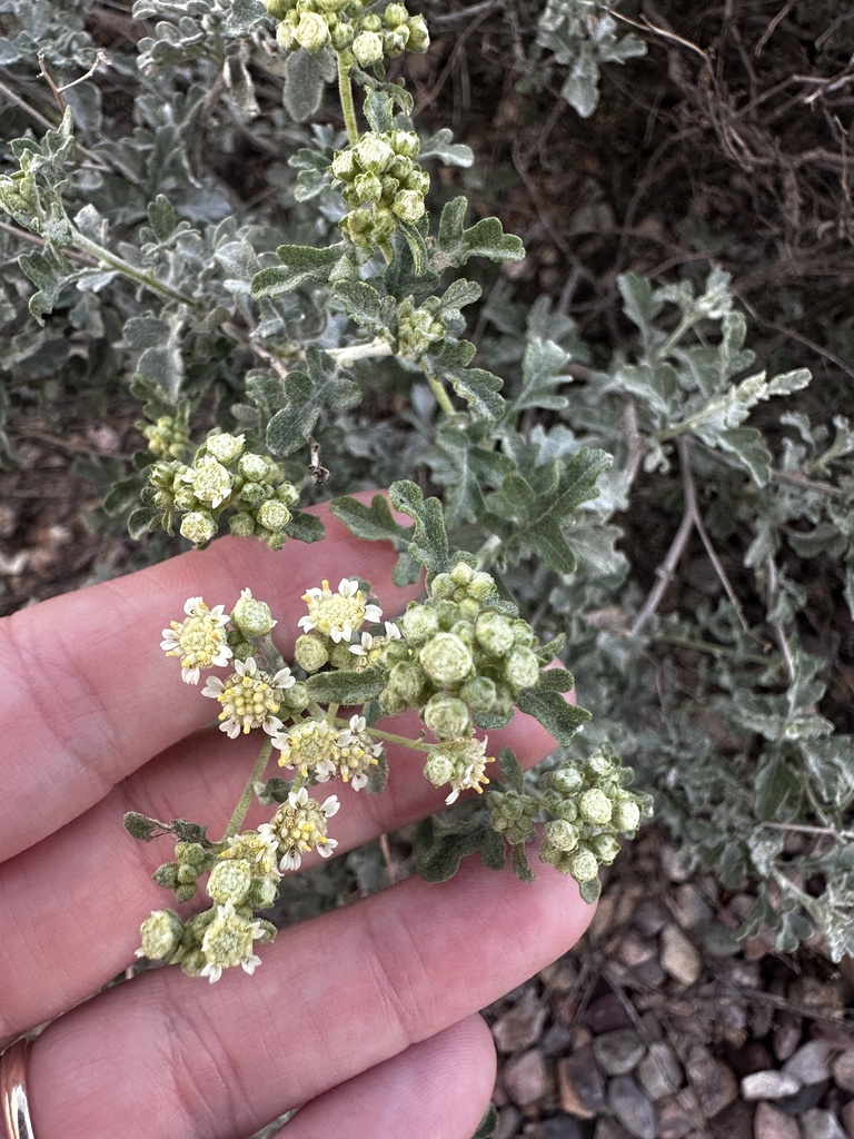 mariola from Historic Route 80, Tombstone, AZ, US on August 21, 2023 at ...