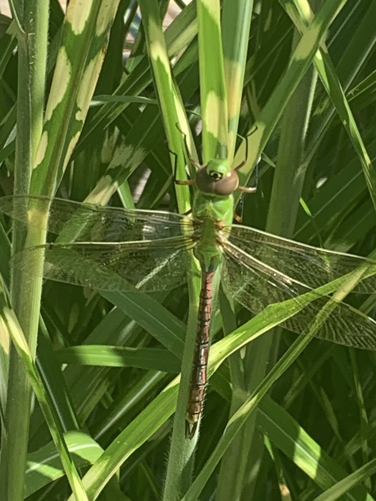 Common Green Darner from Autumn Cir, West Lincoln, ON, CA on August 22 ...