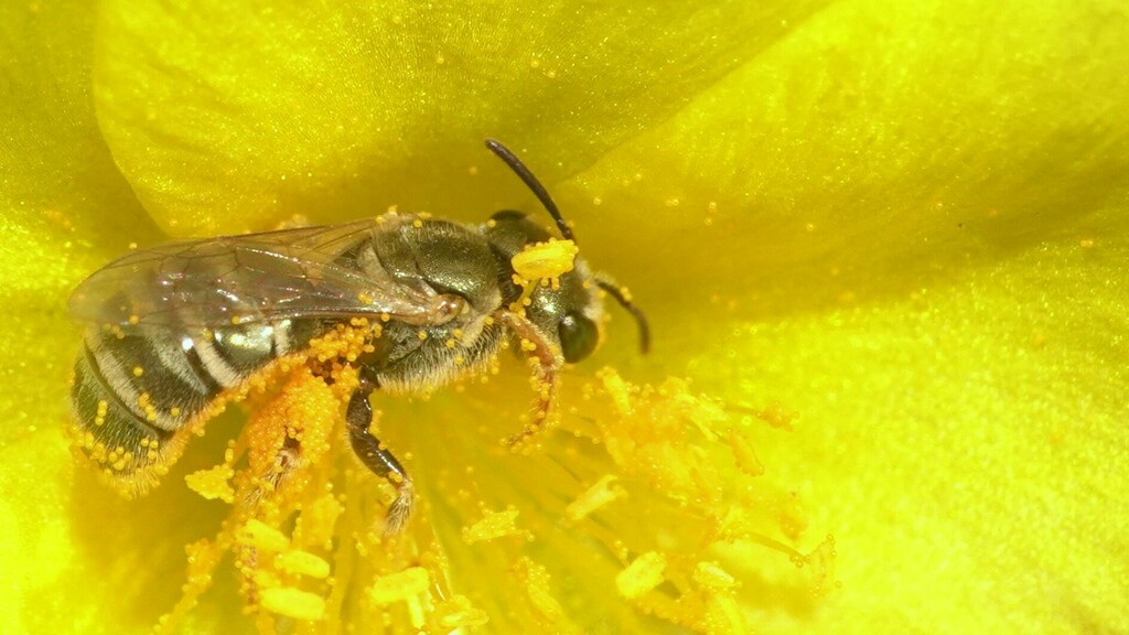 Golden Furrow Bees from Thakur Village Road West, Evershine Phase 3 ...