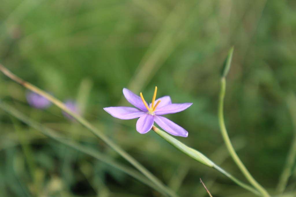 celestial lily from Polk County, FL, USA on August 21, 2023 at 05:20 PM ...