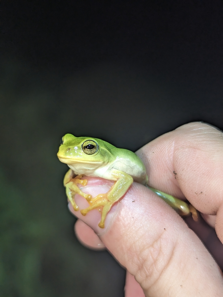 Japanese Tree Frog from 1592-8 Kamo, Daisen, Saihaku District, Tottori ...