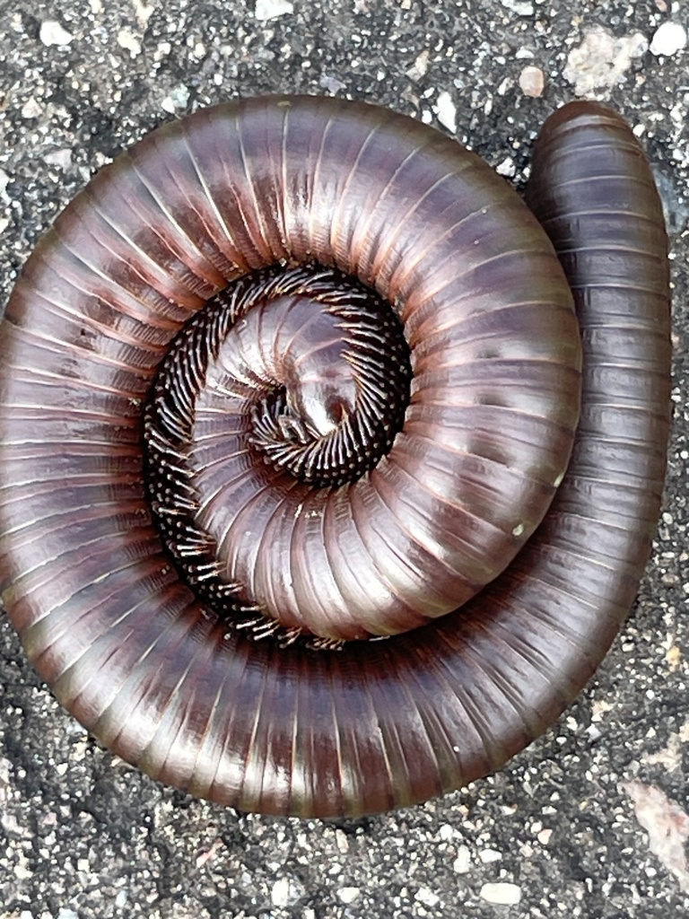 Desert Millipede from Catalina Foothills, AZ, USA on August 22, 2023 at ...