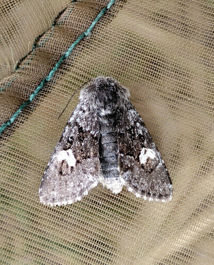 Small Dark Yellow Underwing from Южский р-н, Ивановская обл., Россия on ...