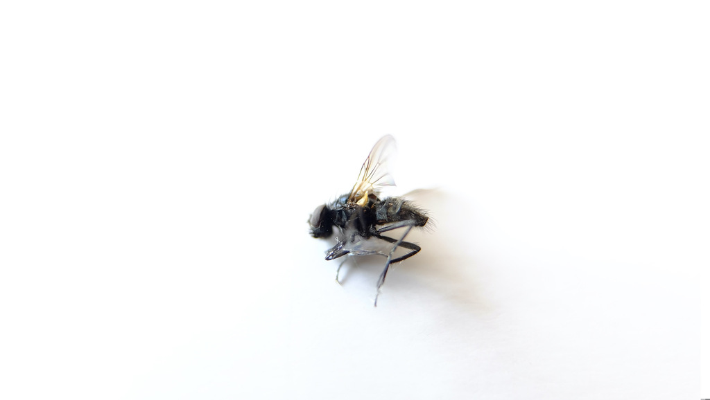 Calyptrate Flies from Berkhamsted HP4, UK on July 10, 2019 at 09:27 AM ...