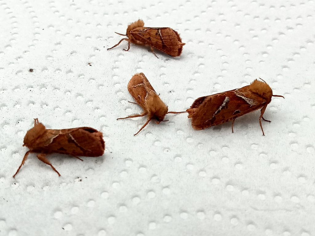 Orange Swift from PR7 4NB on August 21, 2023 at 09:00 PM by ...