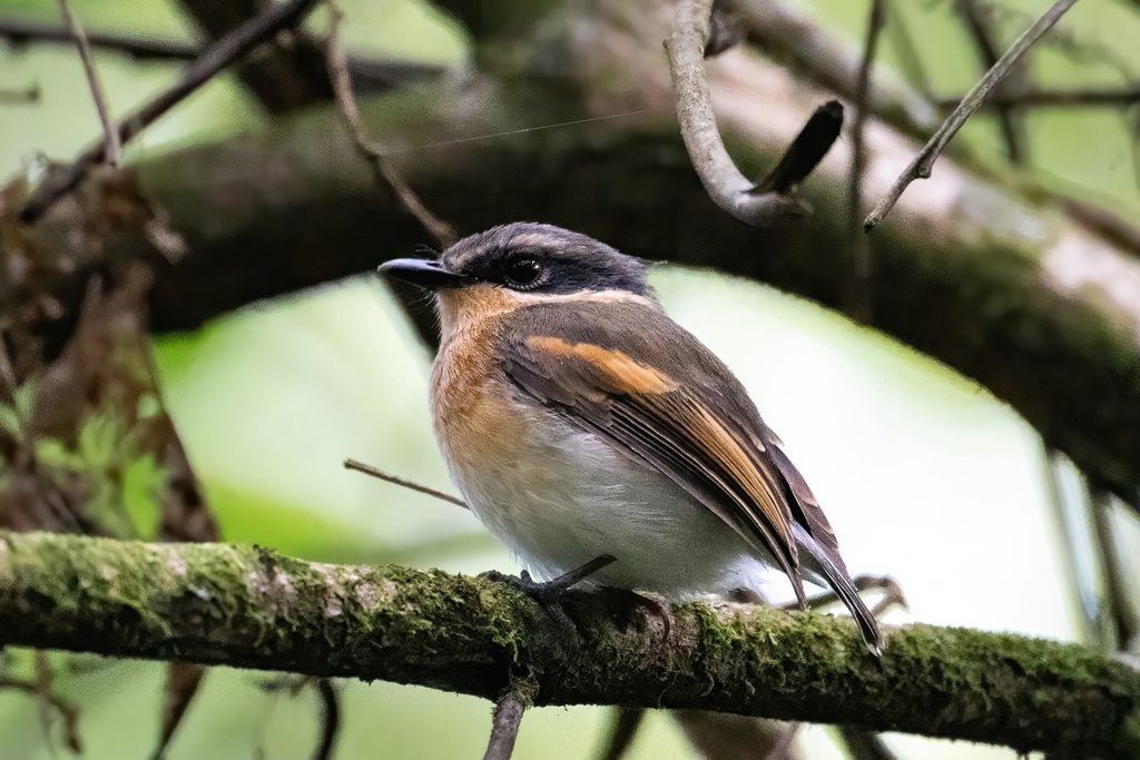 Short-tailed Batis from Semira River on August 22, 2023 at 04:21 PM by ...