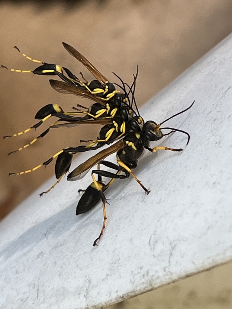 Yellow-legged Mud-dauber Wasp from Revelstoke Terr, San Diego, CA, US ...