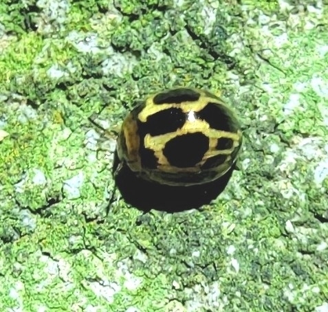 Derispia variabilis from Daisen, JP-TT, JP on August 22, 2023 at 08:38 ...