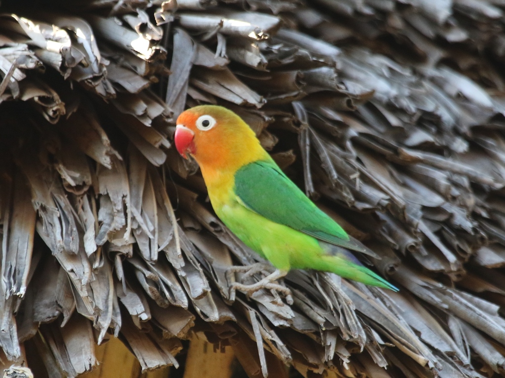 Fischer's Lovebird (Birds of East Texas ) · iNaturalist
