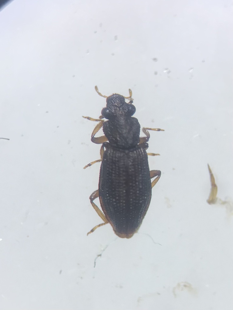 Hydrochus excavatus from Claiborne Parish, LA, USA on June 22, 2023 at ...