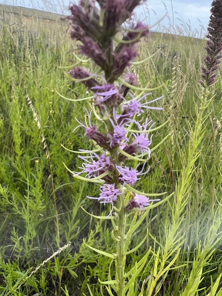 prairie blazing star from 380th St, Bellingham, MN, US on August 21 ...
