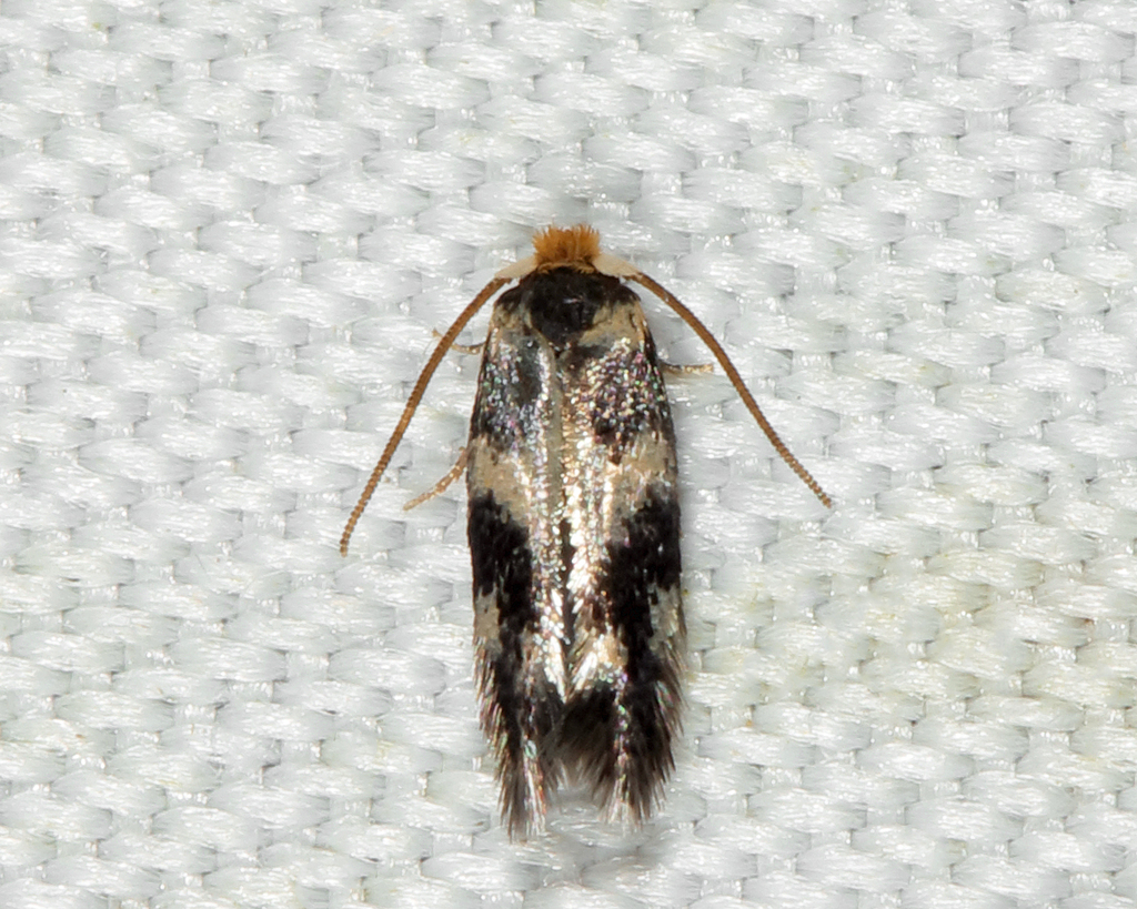 Norway Maple Pigmy Moth from Groton yard, MA, USA on August 21, 2023 at ...