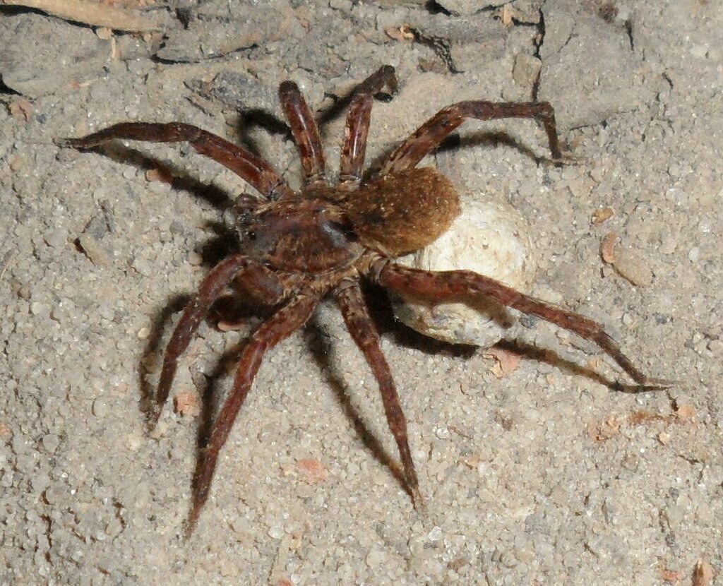 Wolf Spiders from Brendan Byrne S.F., Woodland Twp., Burlington Co., NJ ...