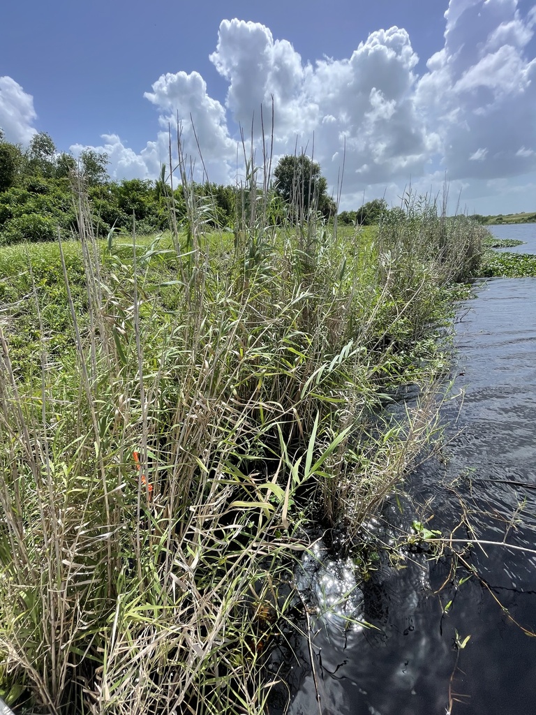 subtropical common reed from Canal C-41A, Okeechobee, FL, US on August ...