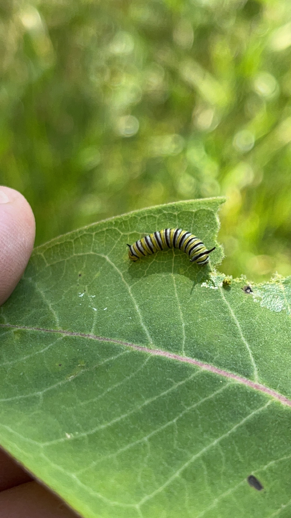 Monarch from Addison County, US-VT, US on August 22, 2023 at 02:40 PM ...