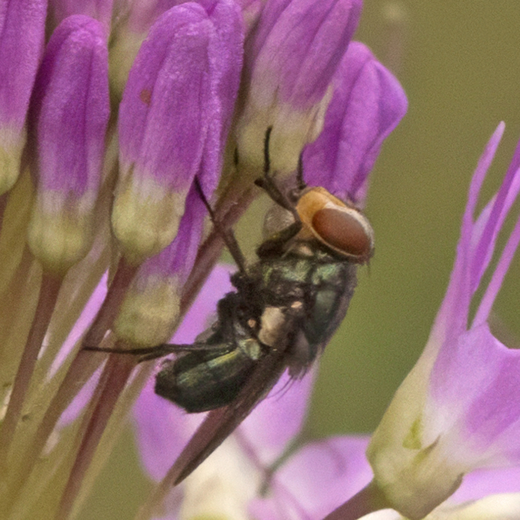 Secondary Screwworm Fly from Moffat County, CO, USA on August 12, 2023 ...