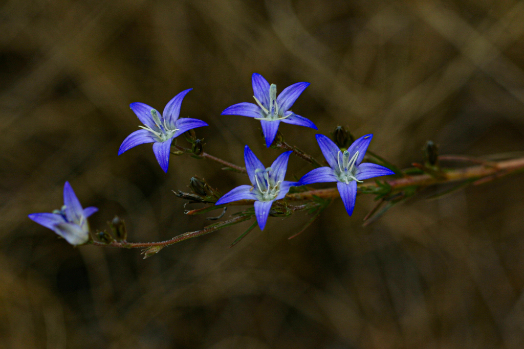 Wahlenbergia denticulata from Cleveland Dam, Harare East, Harare ...