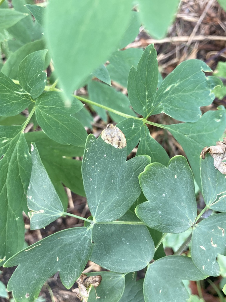 Winged and Once-winged Insects from Douglasdale, Calgary, AB T2Z ...