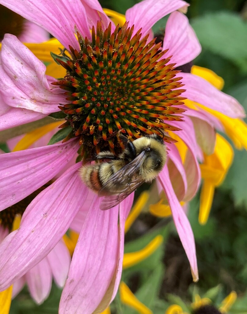 Red-belted Bumble Bee from Douglasdale, Calgary, AB T2Z, Canada on ...