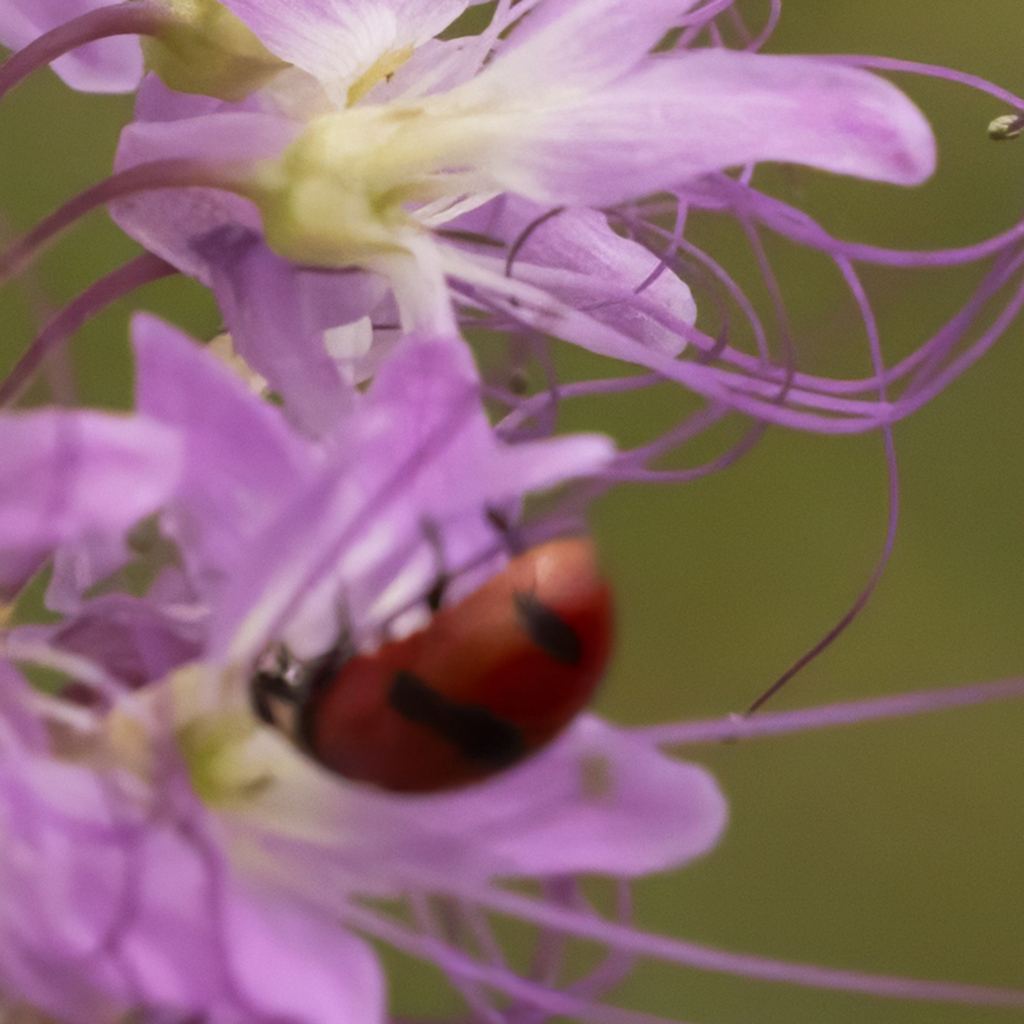 Mountain Lady Beetle from Moffat County, CO, USA on August 12, 2023 at ...