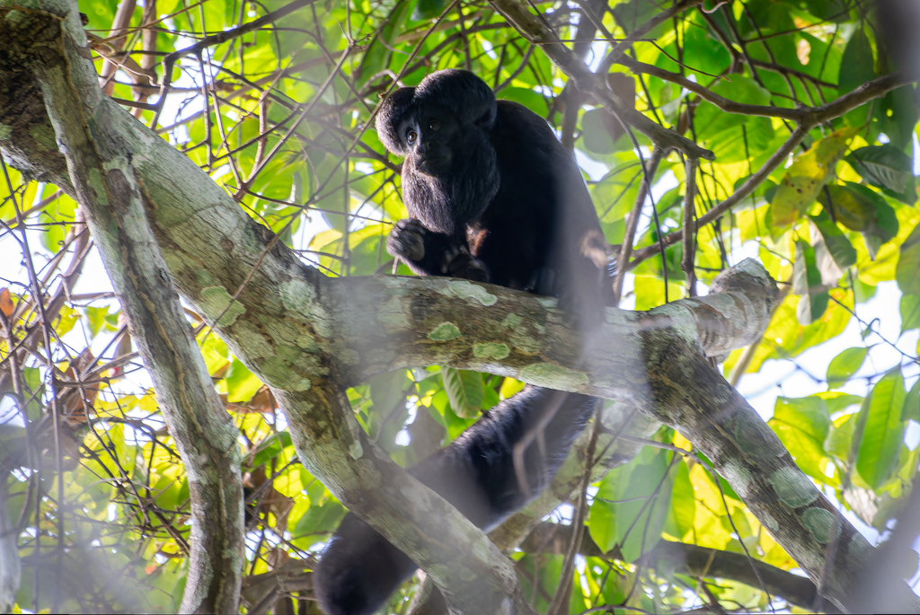 Black-bearded Saki (Chiropotes satanas) - Know Your Mammals